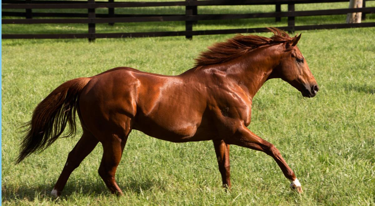 Sepoy brings up the century | Australia