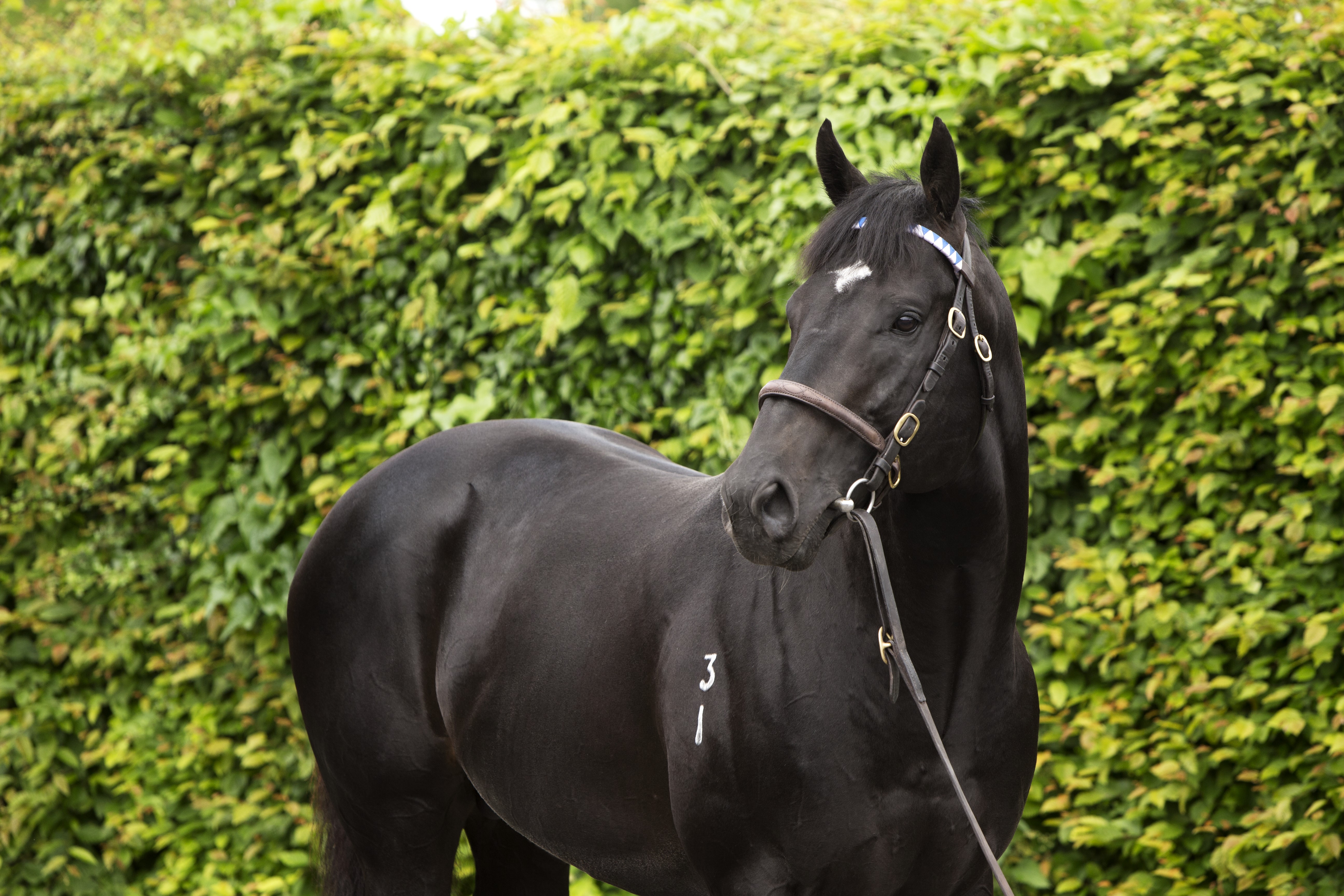 Brazen Beau adds another Stakes win thanks to General Beau | Australia
