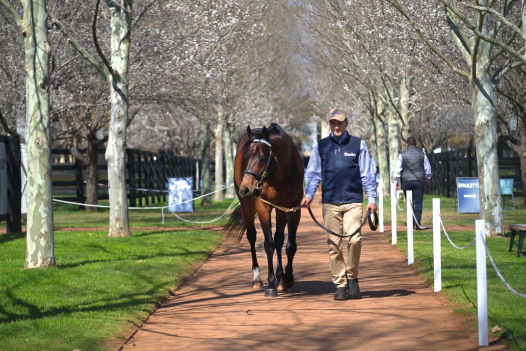 Hallowed Crown off the mark with Gold Coast win | Australia