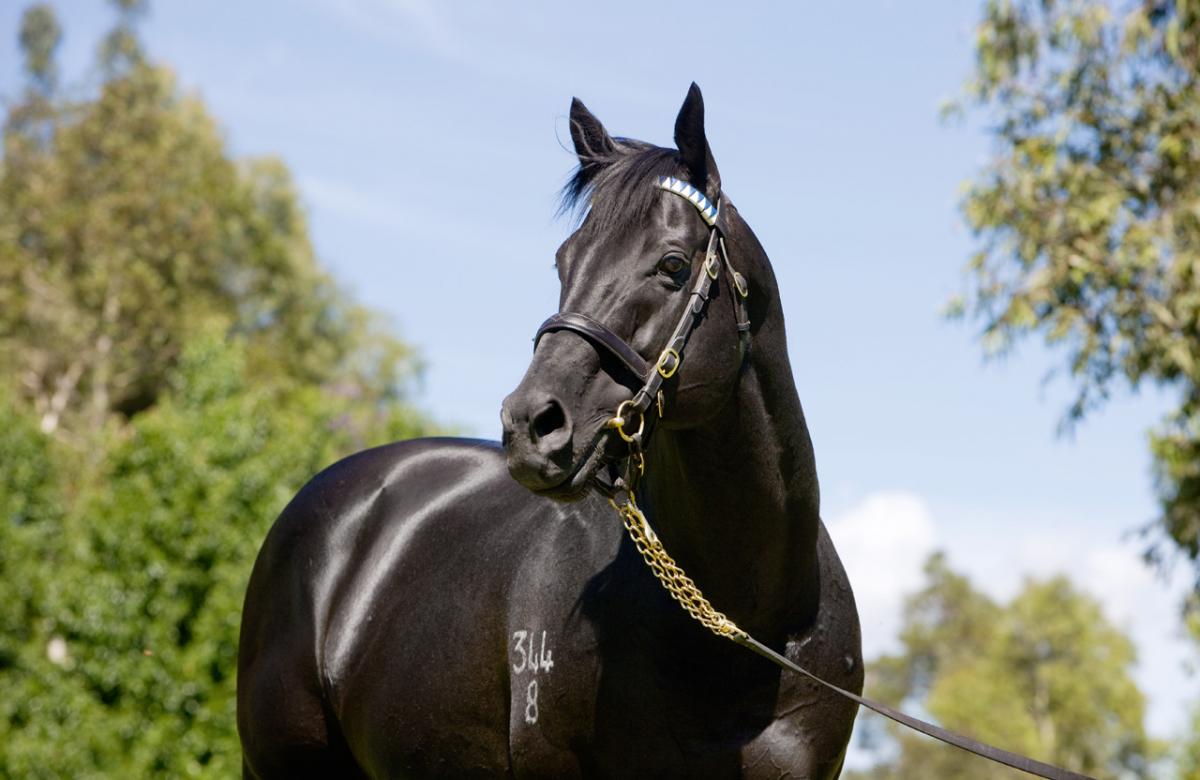 Lonhro filly shows dashing speed to register her first Stakes victory ...