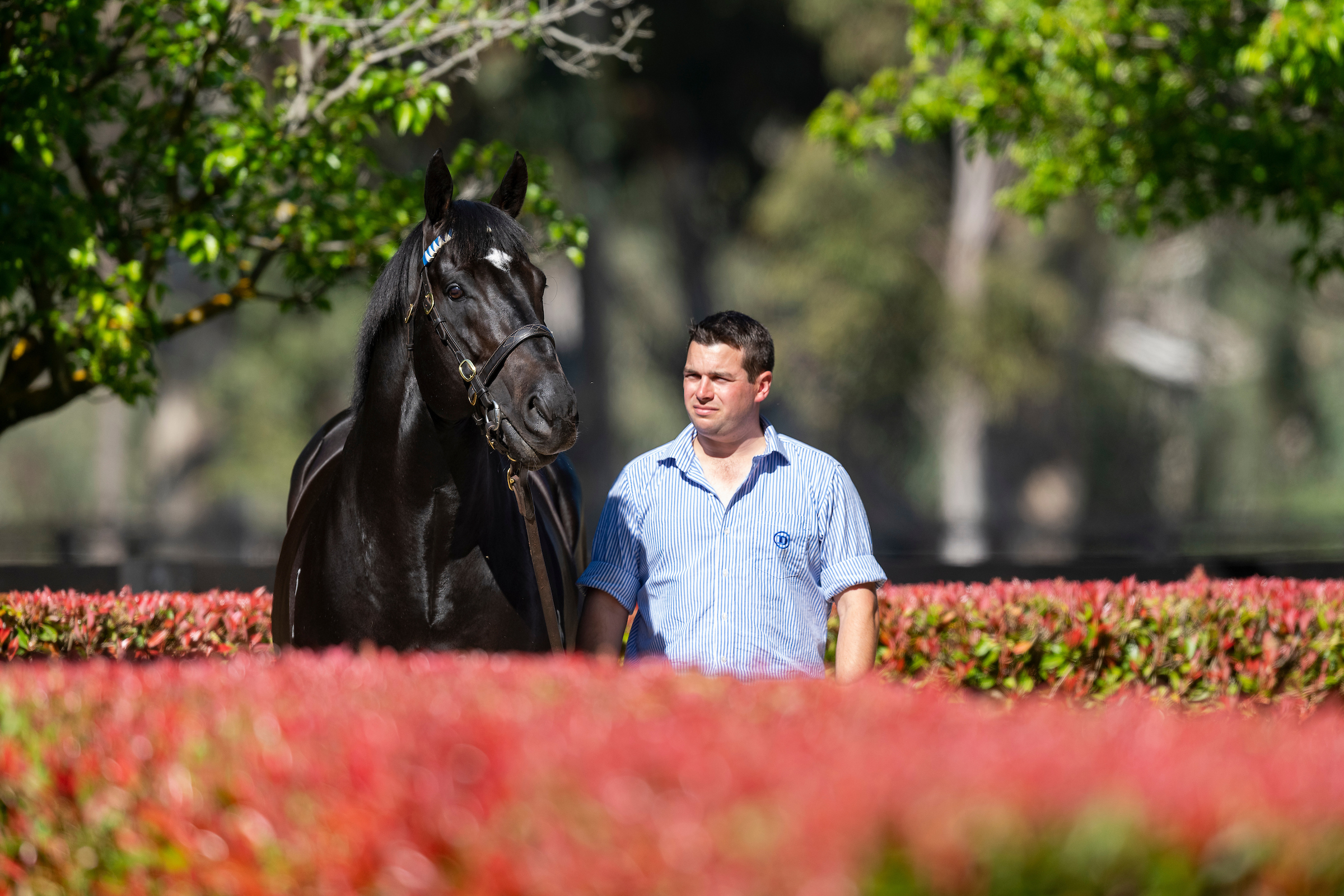 2024 yearlings: Brazen Beau at the Magic Millions | Australia