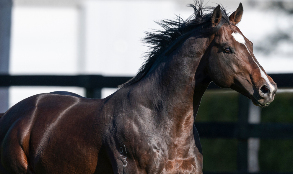Daughter of Astern returns in style in G3 Toy Show Quality | Australia