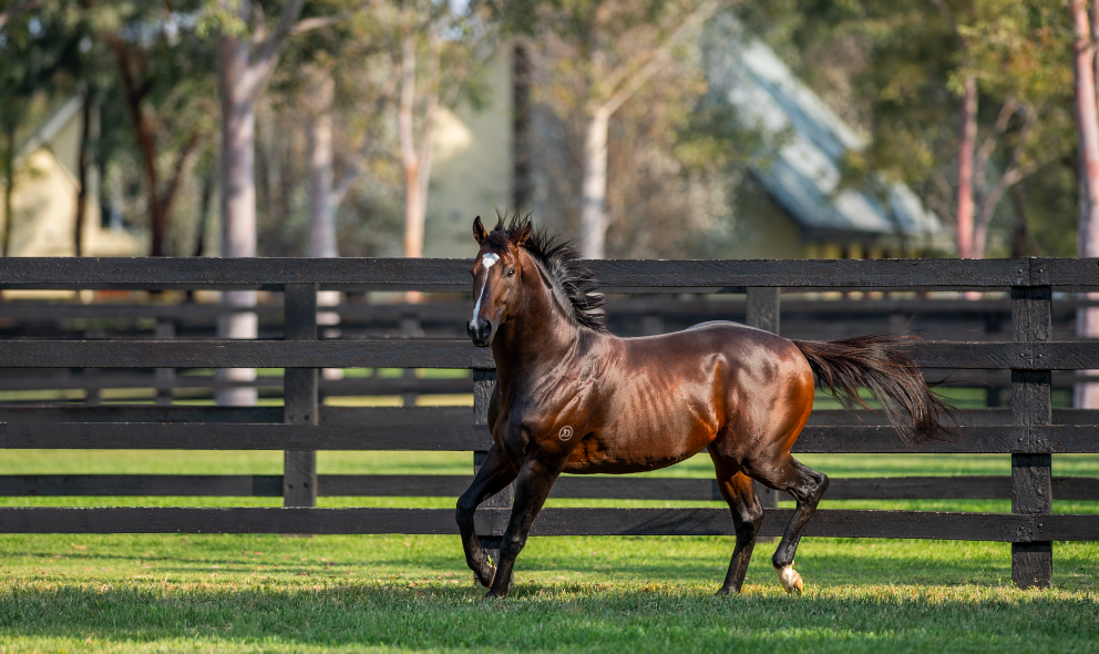 Astern’s Stakes-class three-year-old honour roll escalates | Australia