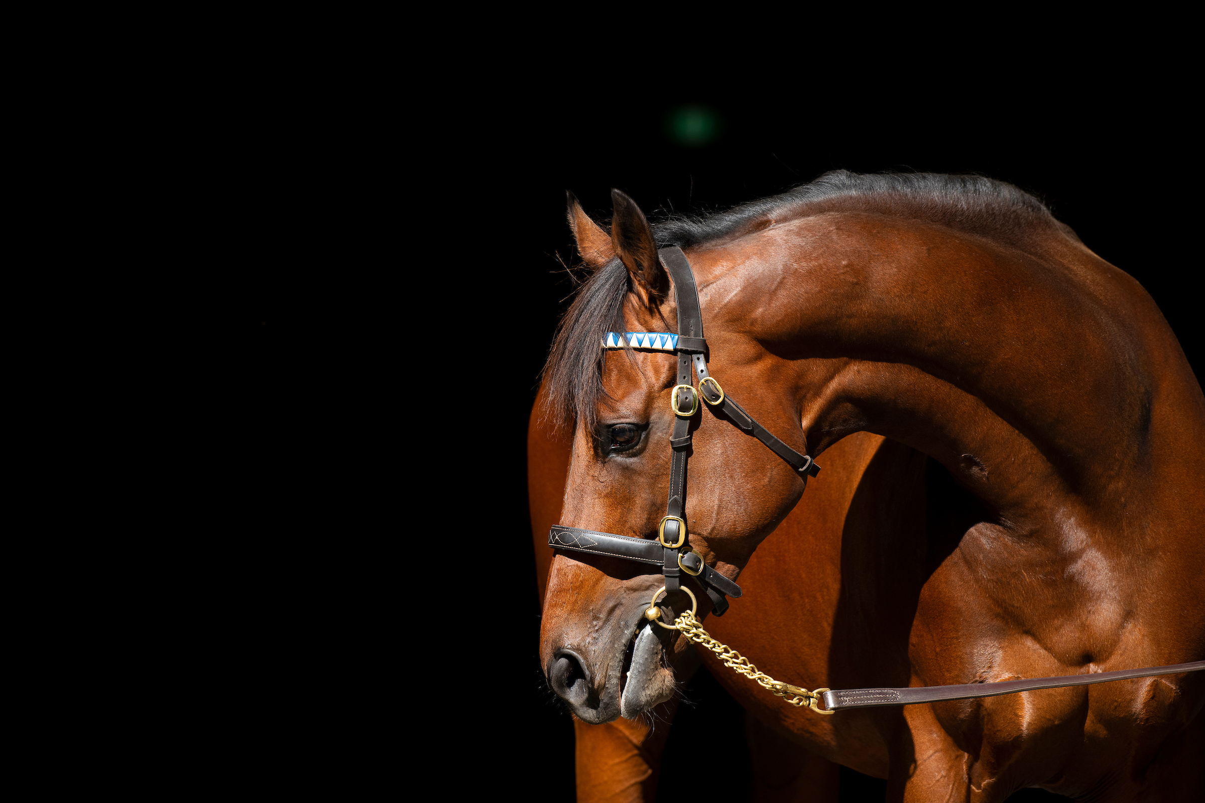 Ghaiyyath: The world's best racehorse and his first southern hemisphere ...