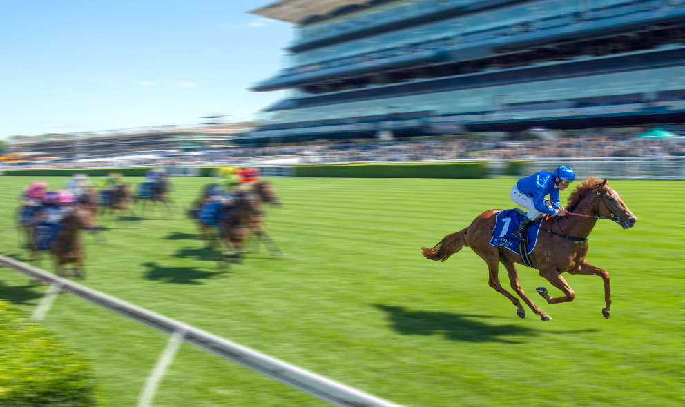 Paulele to stand at Northwood Park in Victoria | Australia