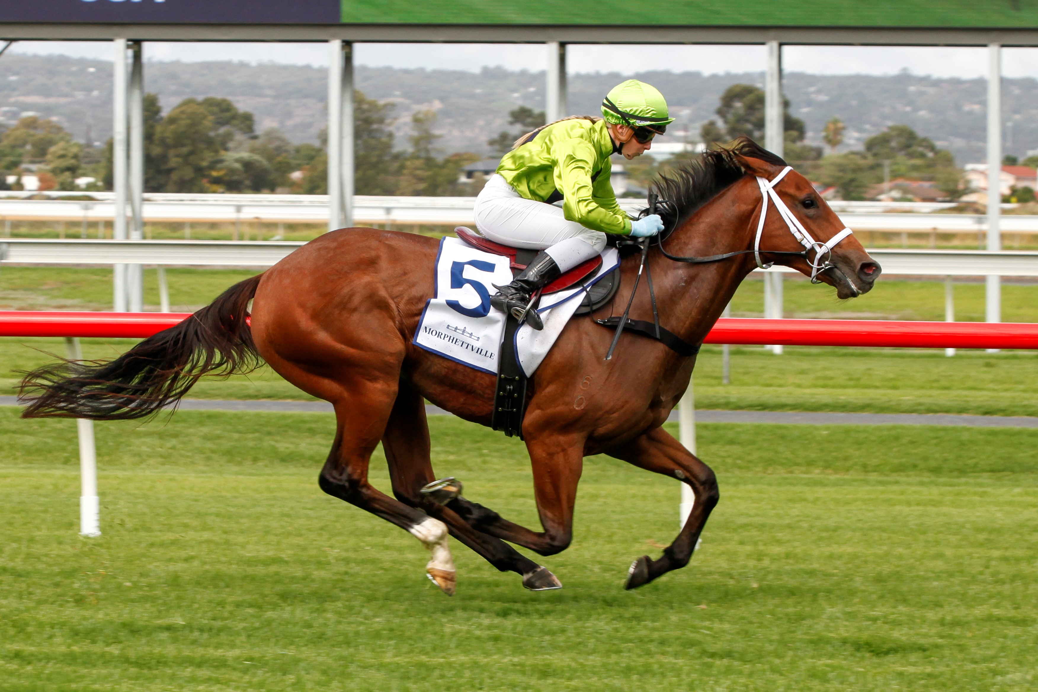 Harry Angel captures leading first-season sire by Stakes winners ...