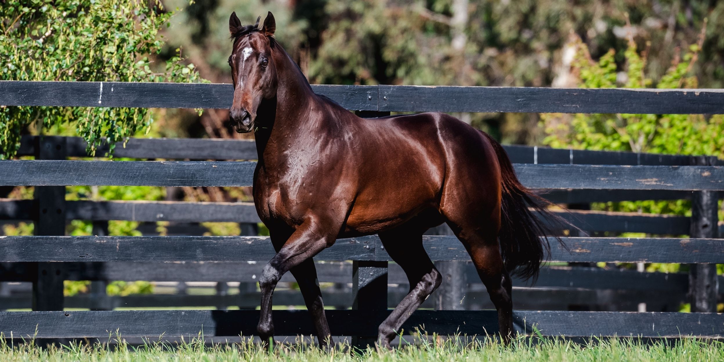 Superb start continues for Blue Point | Australia