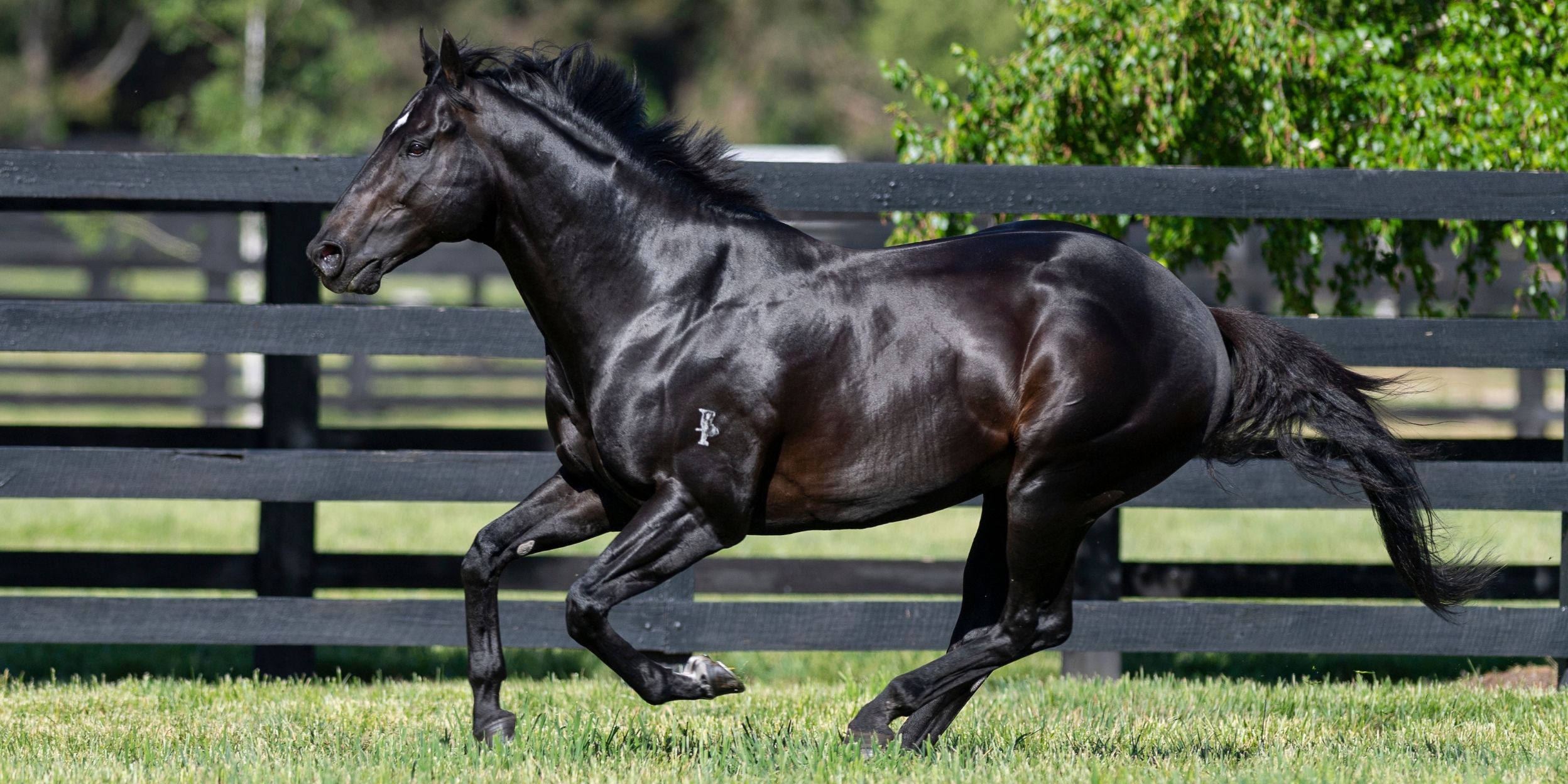 Exploring straight back into the winner’s circle | Australia
