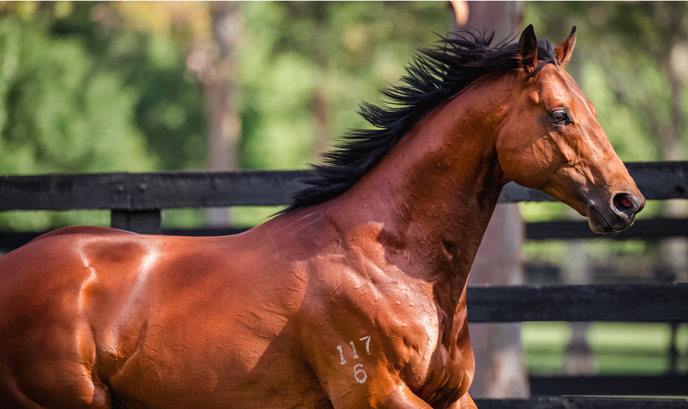 Fireball Miss delivers Queensland Oaks glory for Bivouac | Australia