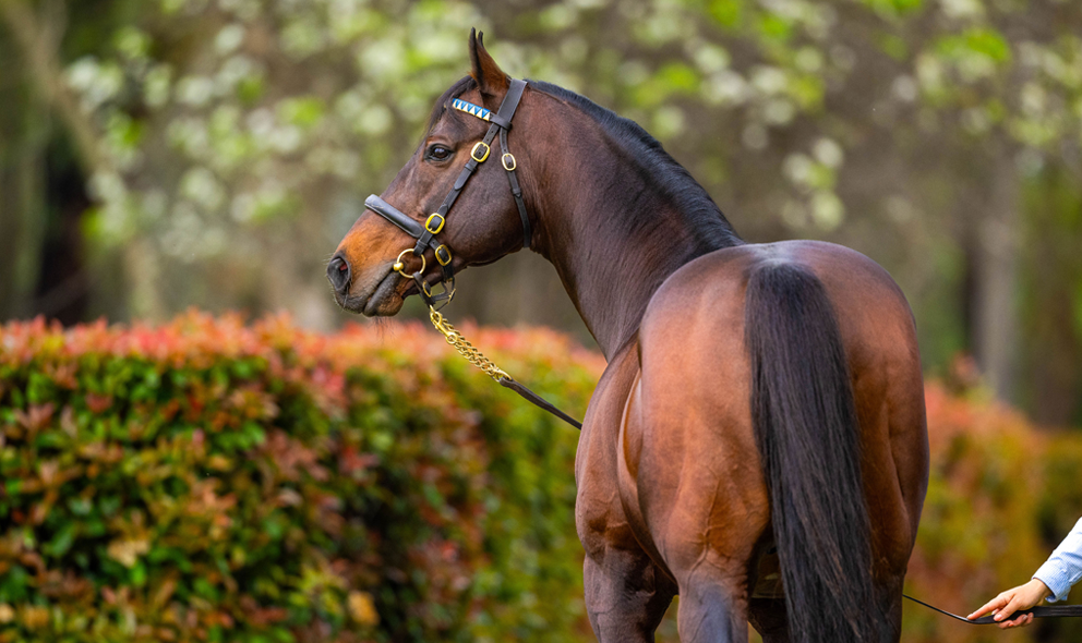 Harry Angel filly finds her best form at Caulfield | Europe