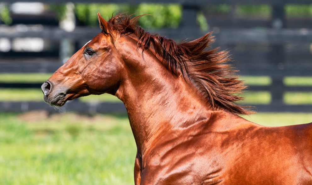 A third Stakes-race victory for The Boss Lady | Australia