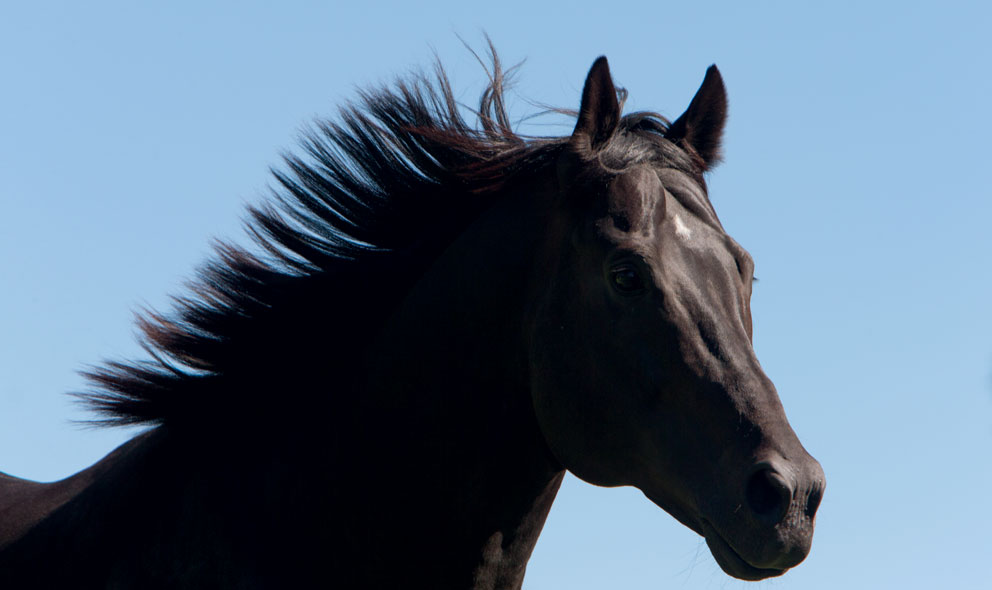 Kuro shines in the Starlight Stakes | Australia