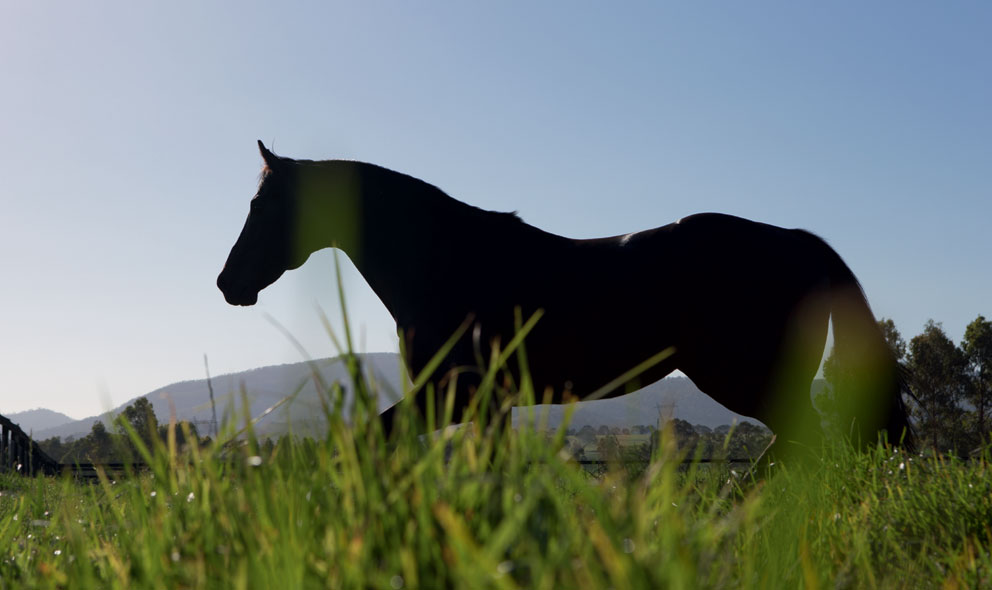 Seventh individual Stakes winner for Denman | Australia