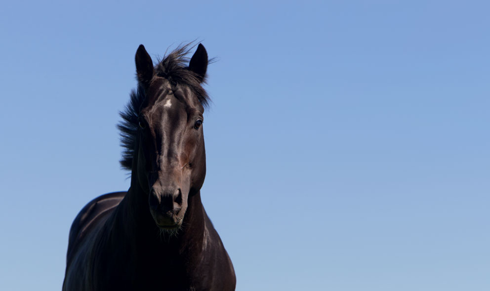 Denman colt takes to the turf at Kentucky Downs | Australia