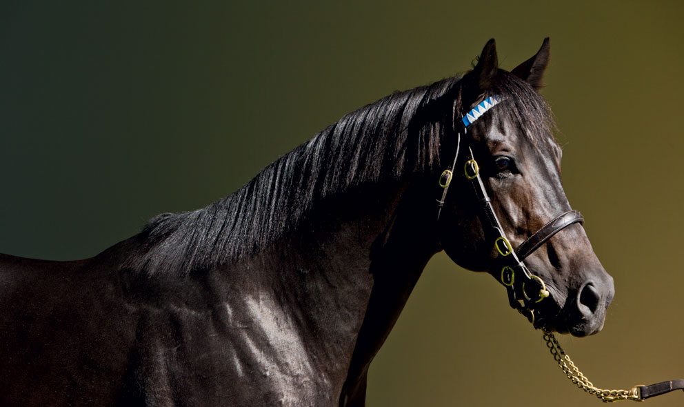 Promising Denman filly claims maiden Black-type victory | Australia