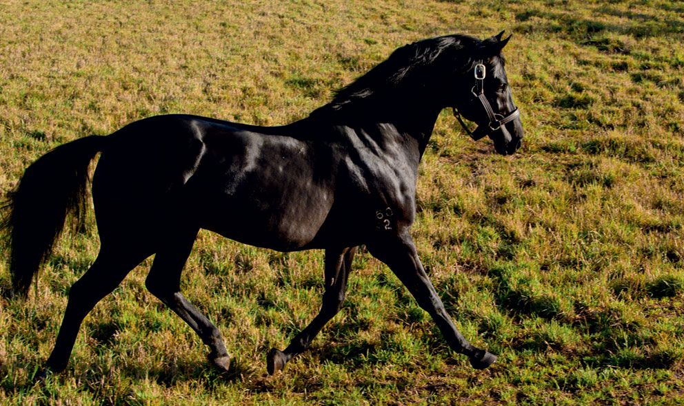 Domesday filly Arcadia Dream wins her second Stakes race | Australia
