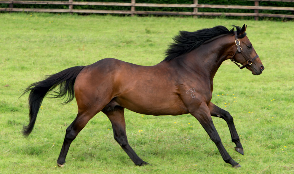 Regimented in control at Lingfield | Europe
