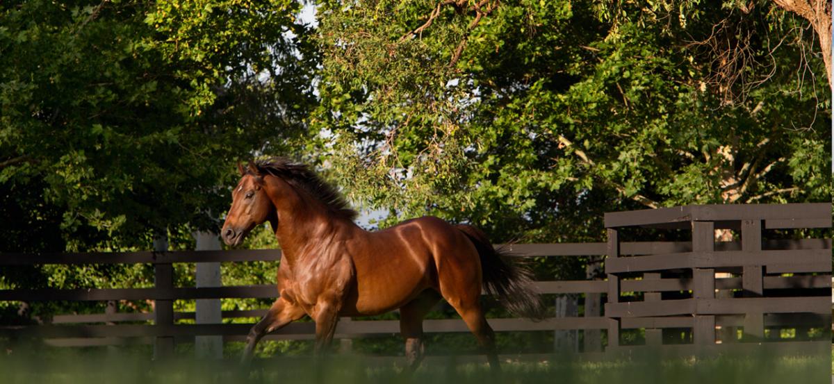 Cylinder takes Exceed And Excel's Stakes wins to 387 | Australia