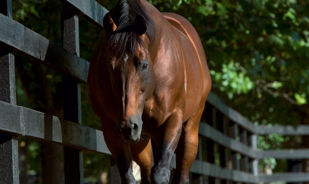 More magic for Exceed And Excel | Australia
