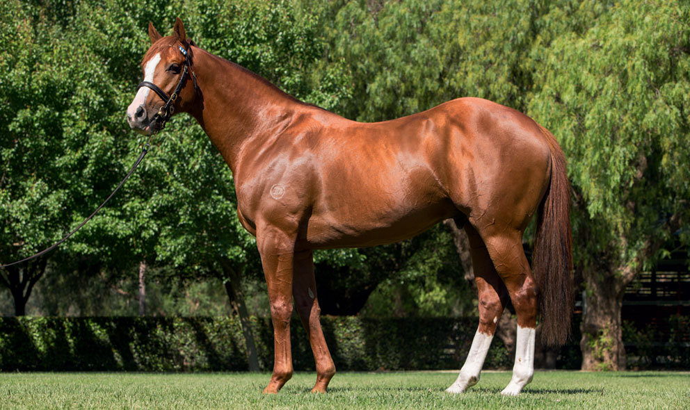 Helmet sires a new winner | Europe