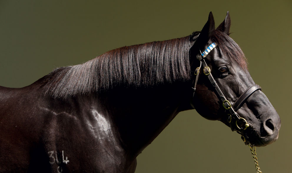 New star emerges for Lonhro | Australia