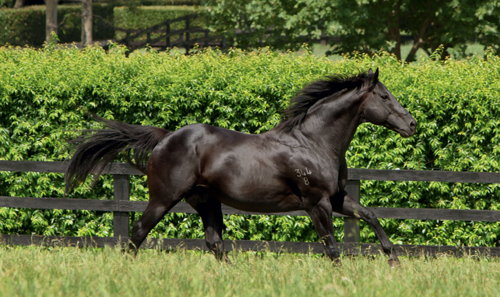 A new G1 hero for Lonhro | Australia