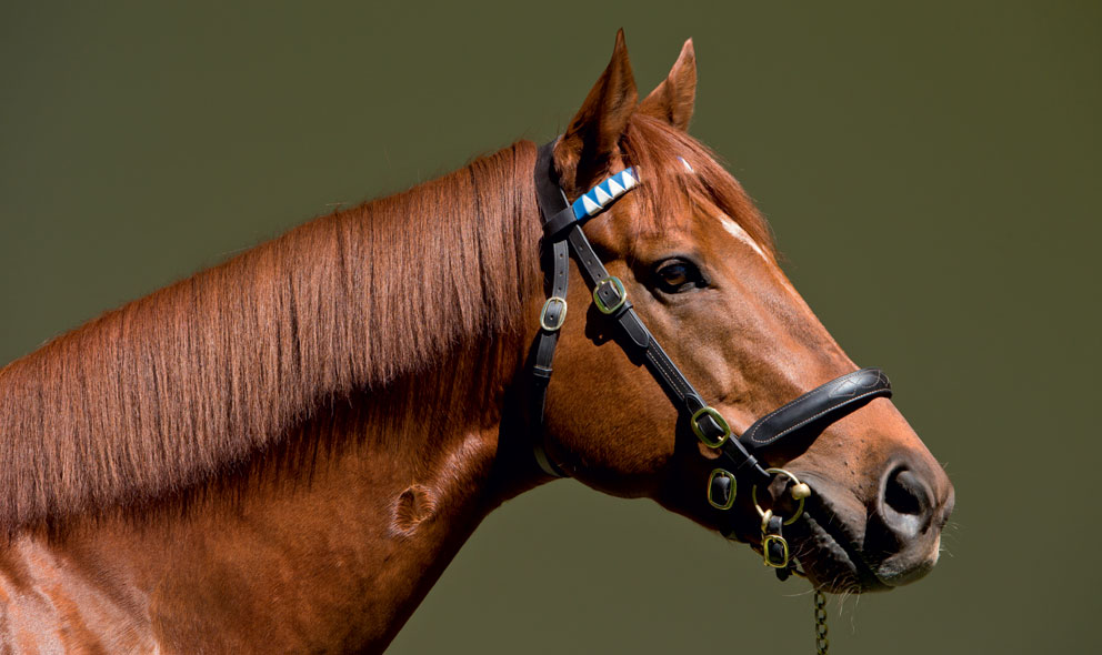 Classic victory for Sepoy | Europe