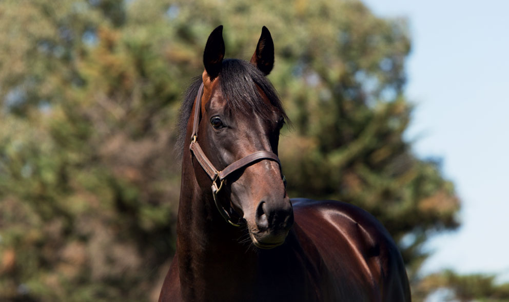 First foal for Sidestep | Europe