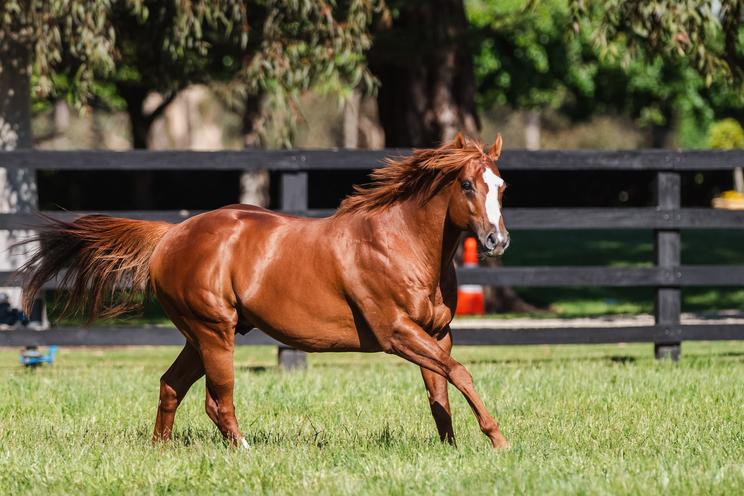 IN THE NEWS: First foals to market for Earthlight and Ghaiyyath | Australia