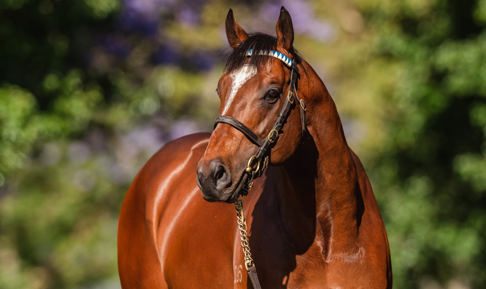 Register for the 2023 Darley open house parades | Australia