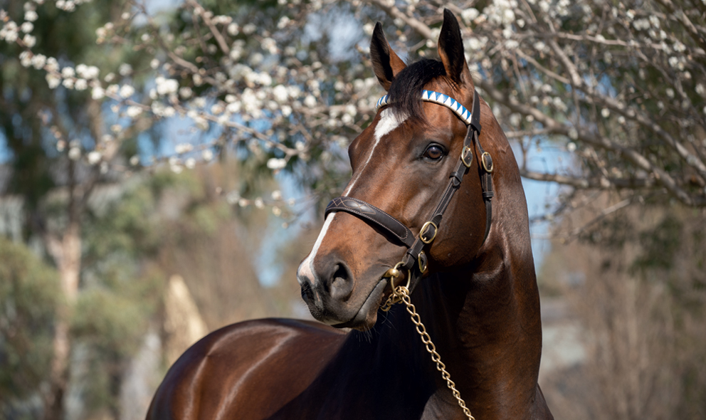 Stunning Seradess gives Astern a breakthrough Stakes win | America