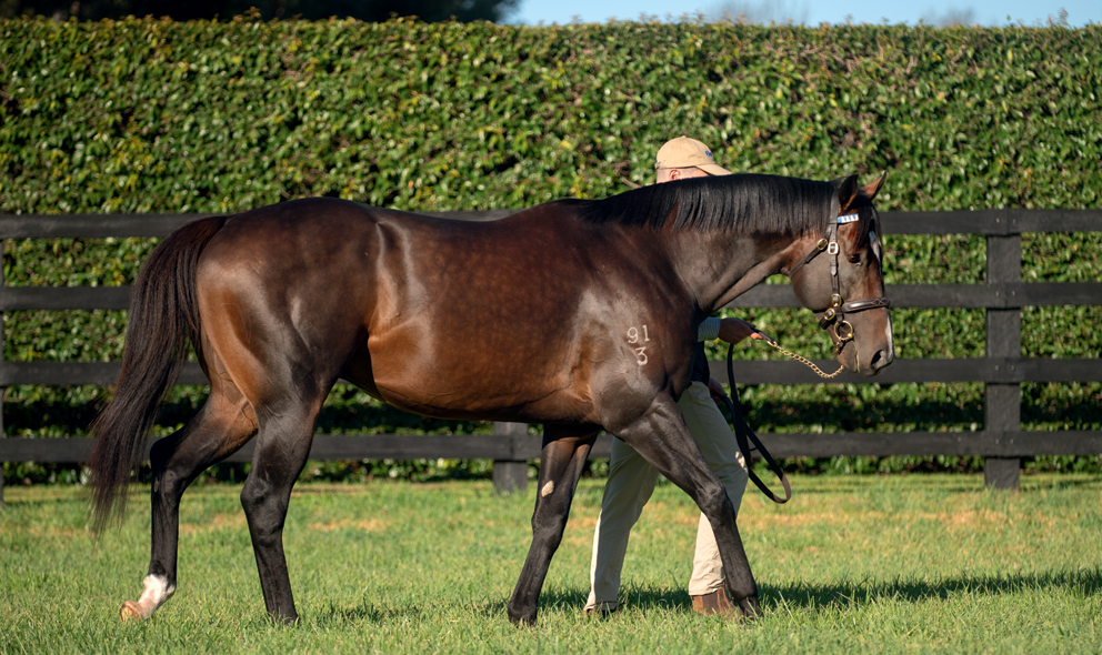 Another Golden day for son of Astern | Australia