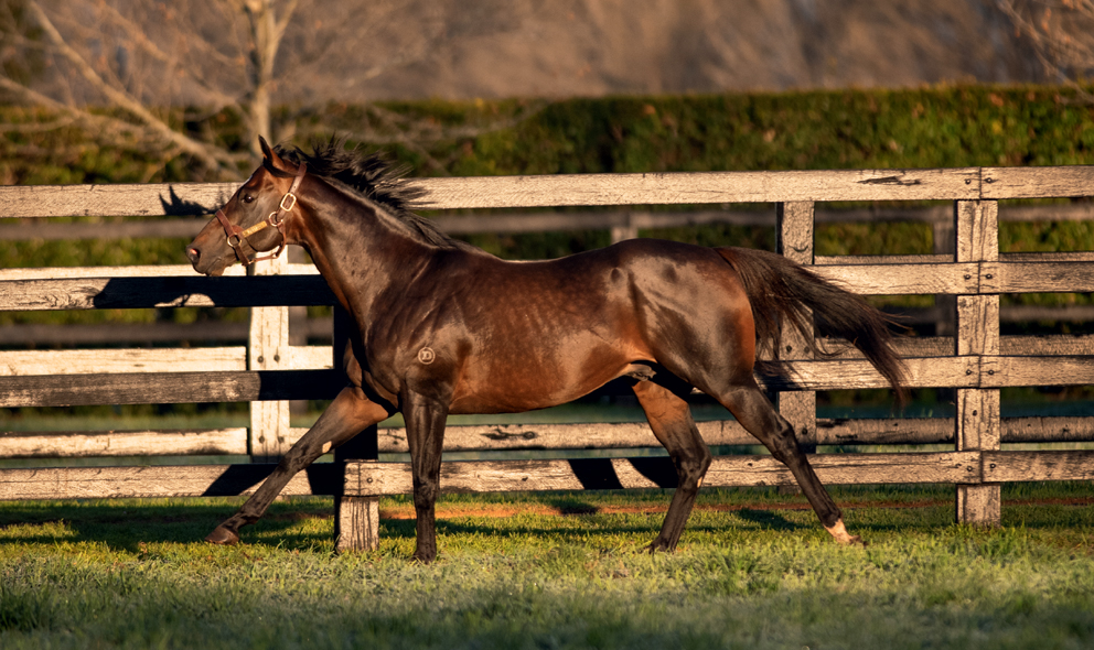 Two Group winners in two weeks for Astern | America