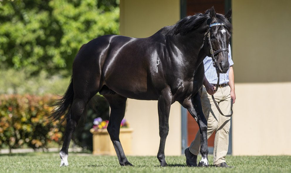 Brazen Beau sires his first G1 winner | Australia