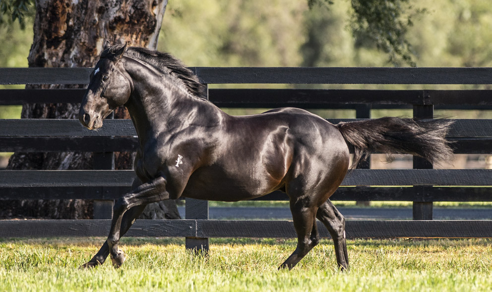 Stakes victories continue to build for Brazen Beau | Australia