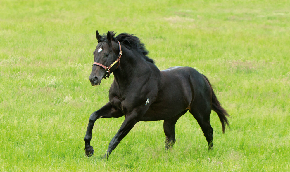Zapateo wins her fourth Stakes race | Australia