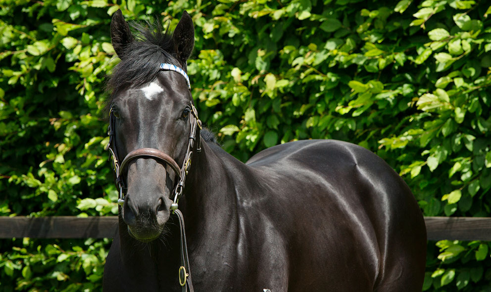 Five European winners for first-season sire Brazen Beau | Australia
