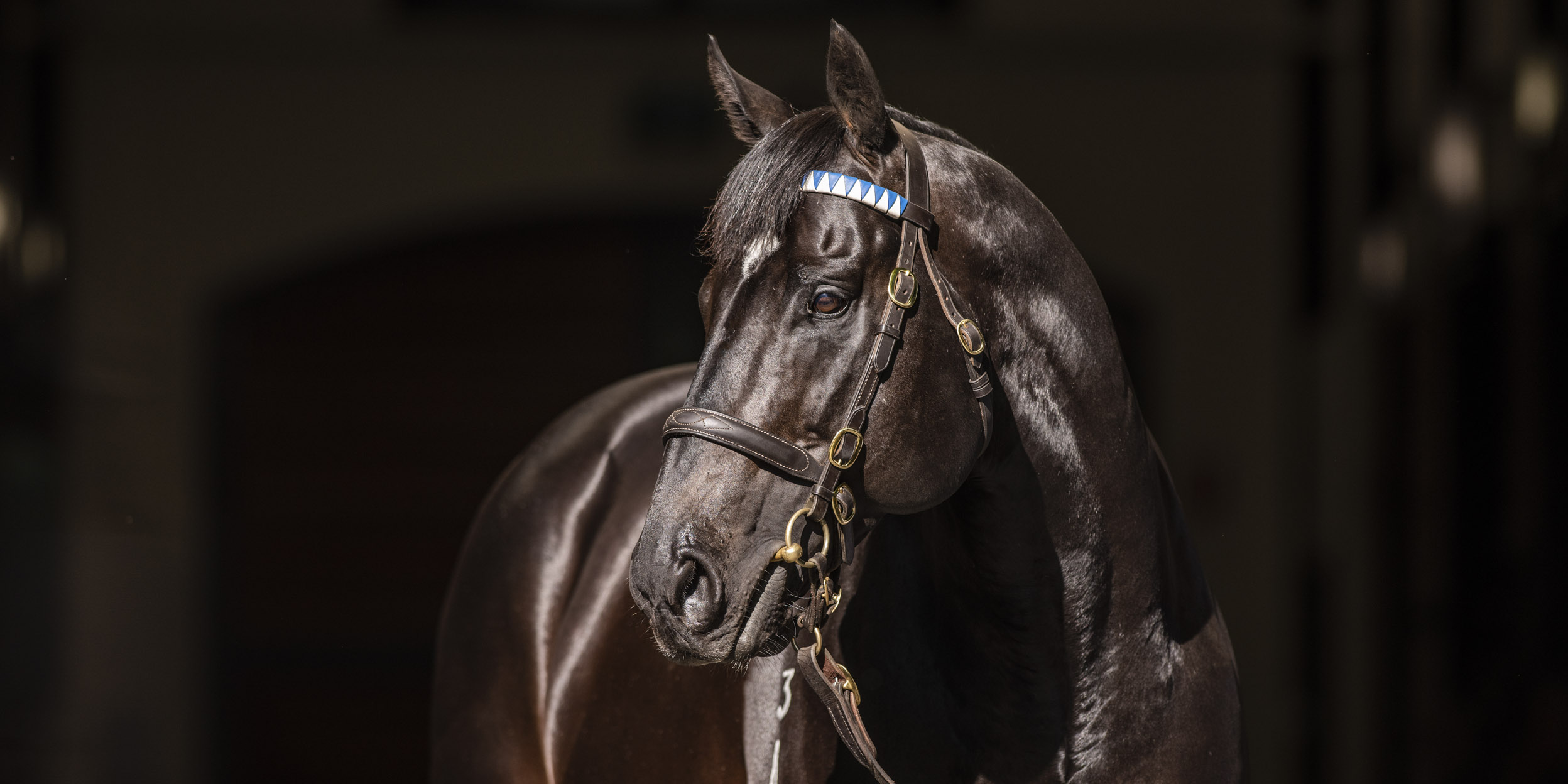 New juvenile Group winner for Brazen Beau | Australia