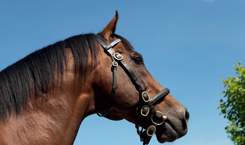 Exceed And Excel’s Royal Intervention takes G3 Summer Stakes | Europe