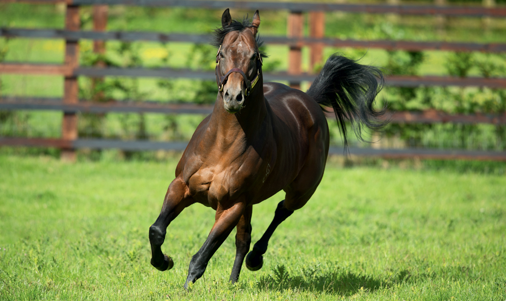 Hallowed Crown youngster shows spring promise at Randwick | Australia