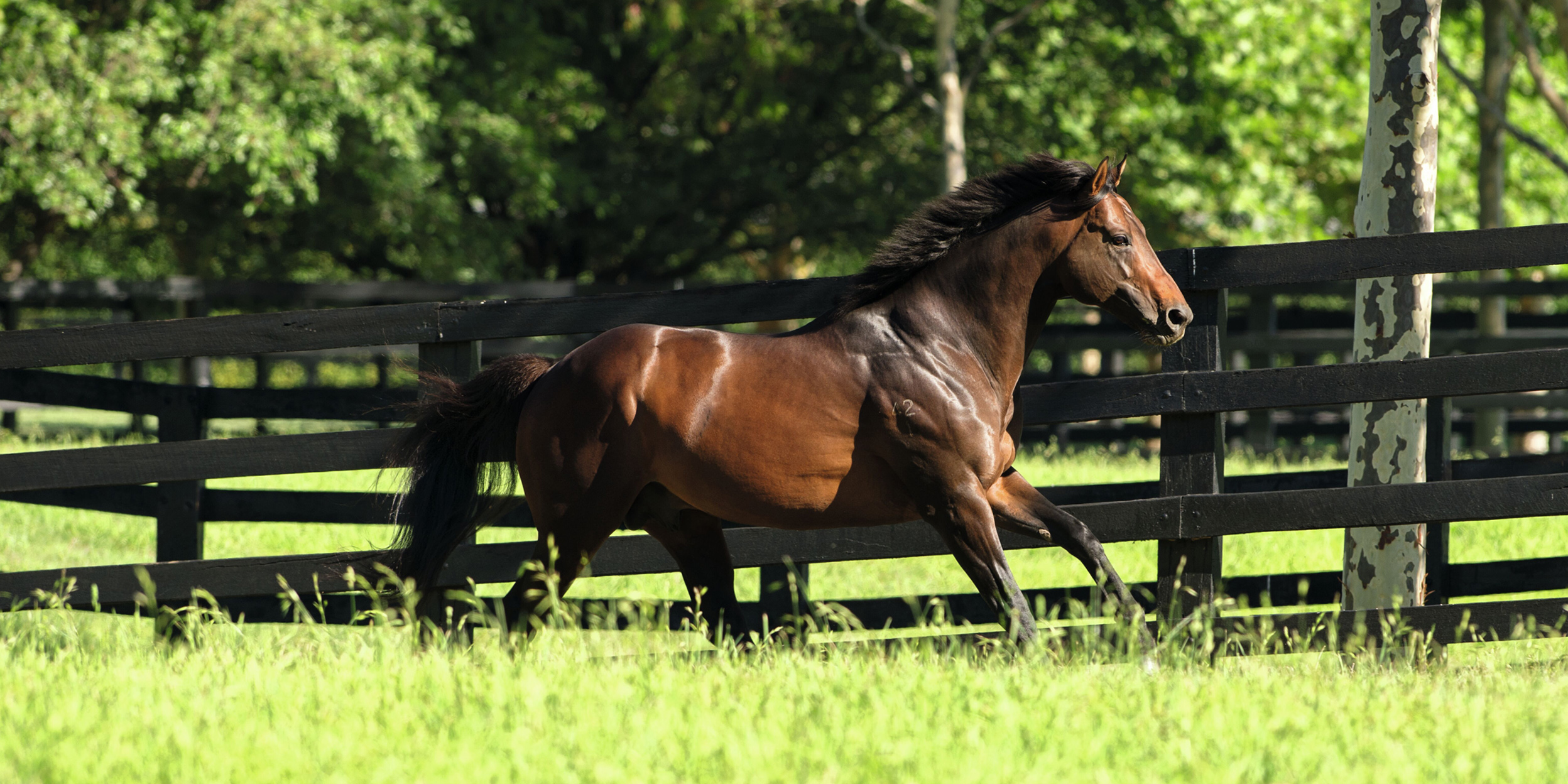 Versatile son of Kermadec still Singapore’s best | Australia