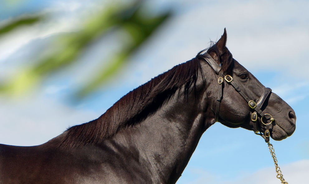 Athiri cuts through Stakes barrier in Listed Razor Sharp at Randwick ...