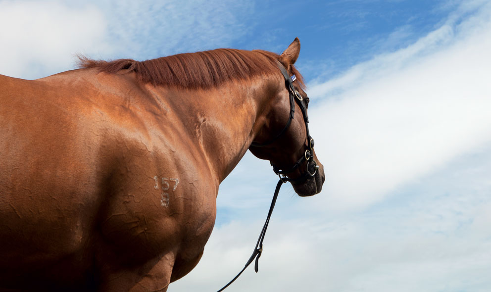First Group win for mighty son of Sepoy | Australia First Group win for mighty son of Sepoy | Australia