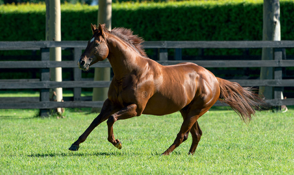 Brazen Beau and Shooting To Win step up with major spring winners ...