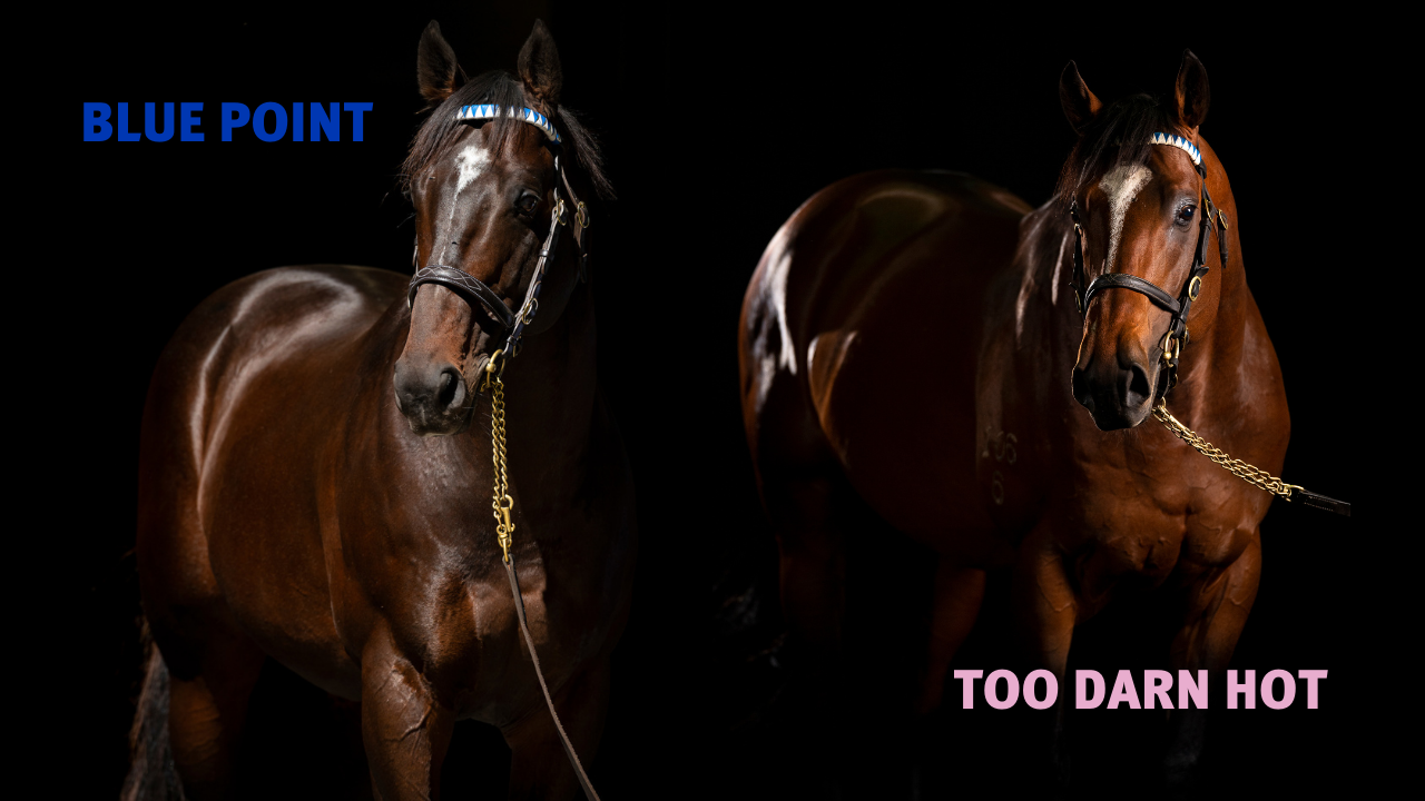 IN THE NEWS: Shuttle stallions out to prove Too Hot for home contingent ...