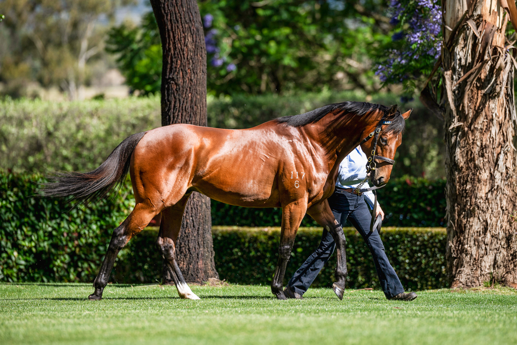 First G1 winner for World Champion Sprinter Bivouac | Australia