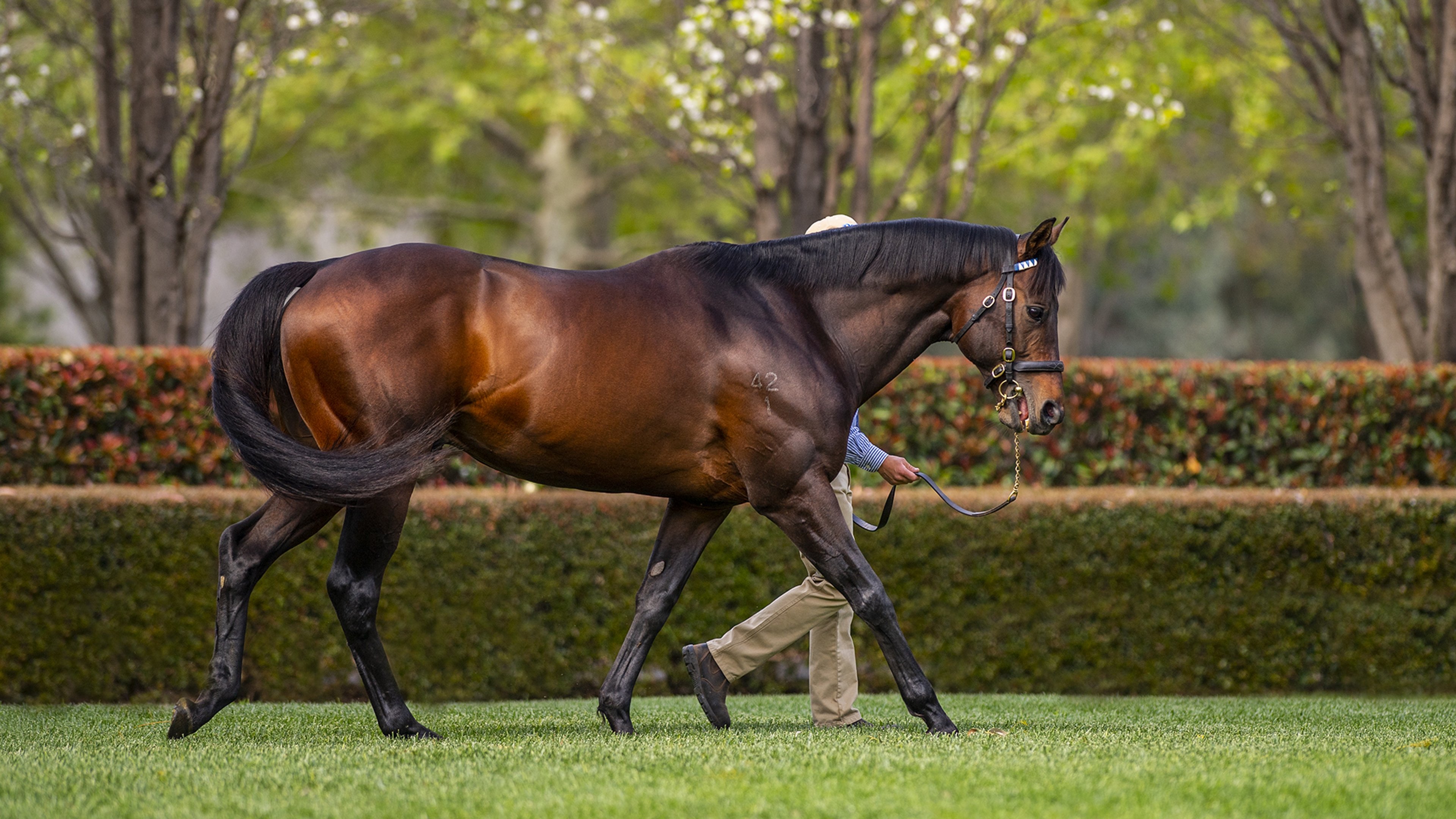 Kosciuszko still on top in Singapore | Australia