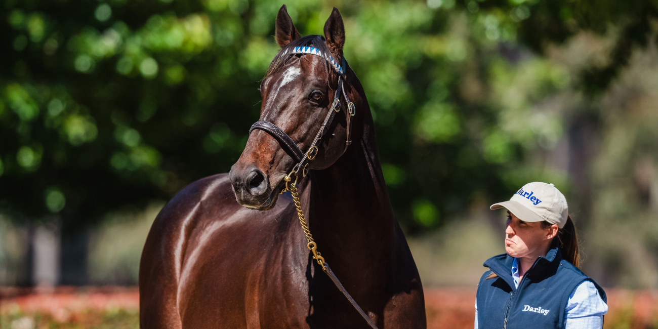 Blue Point colt among the top lots at Inglis Australian Weanling Sale ...
