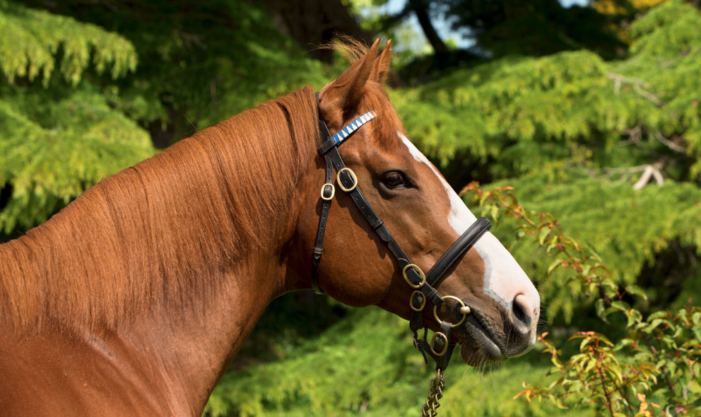 Dawn continues to rise | Australia