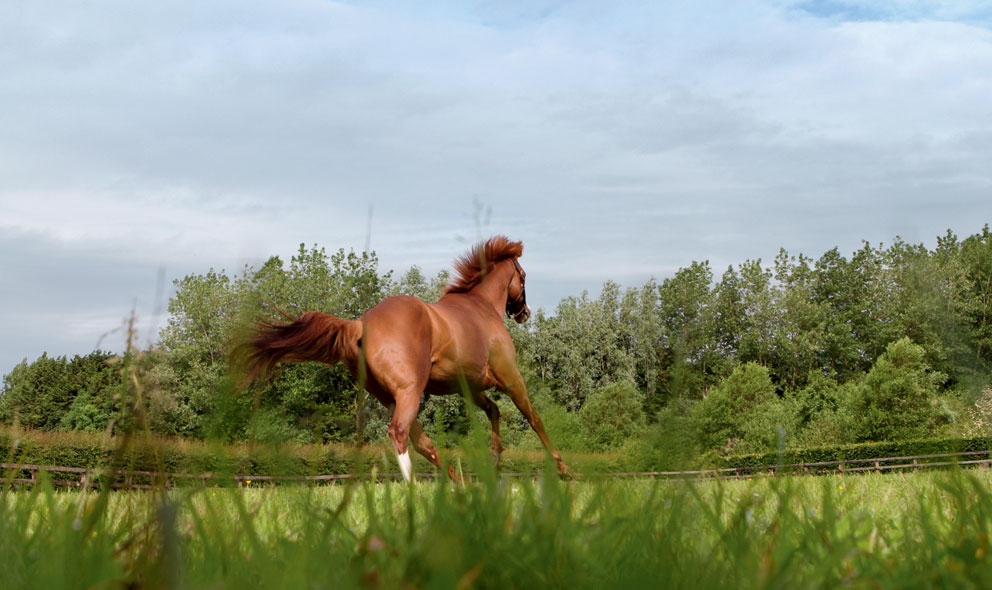 New winner for Dawn Approach | Australia